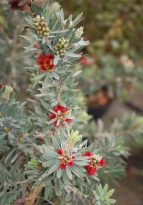 callistemon viminalis uk