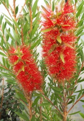 Callistemon Red Clusters | Coastal Hedging