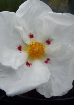 Cistus dansereaui Decumbens | Coastal Hedging
