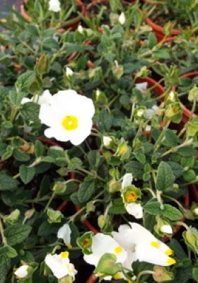 Cistus salviifolius Prostratus | Coastal Hedging