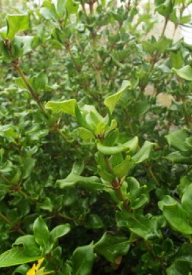 Coprosma x cunninghamii x macrocarpa | Coastal Hedging