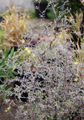 Corokia cotoneaster | Coastal Hedging