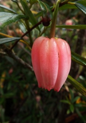 Crinodendron hookerianum Ada Hoffman | Coastal Hedging