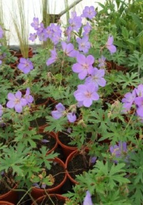 Geranium Johnson's Blue | Coastal Hedging