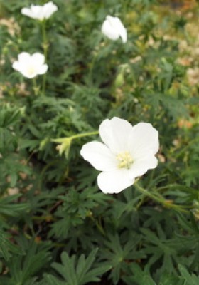 Geranium sanguineum Album | Coastal Hedging