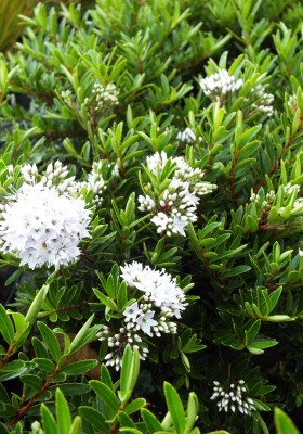 Veronica Celine (Hebe) | Coastal Hedging