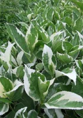 variegated hydrangea uk