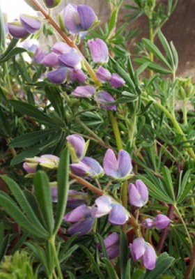 Lupinus arboreus Blue | Coastal Hedging