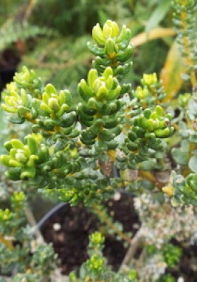 Olearia nummularifolia | Coastal Hedging