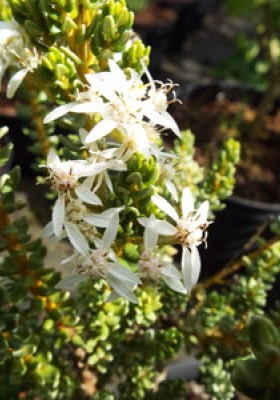 Olearia nummularifolia | Coastal Hedging