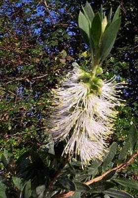Callistemon White Anzac | Coastal Hedging