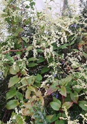 Fallopia multiflora Hypoleuca | Coastal Hedging