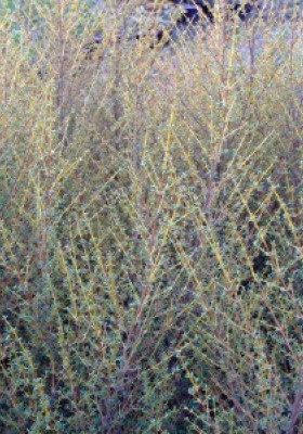 Olearia solandri | Coastal Hedging