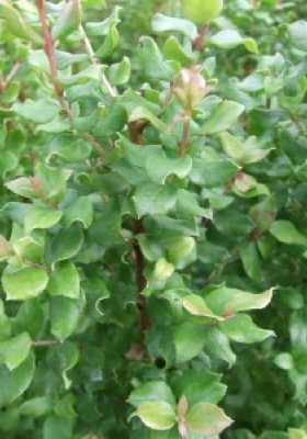 Luma chequen | Coastal Hedging