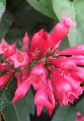 Cestrum elegans | Coastal Hedging