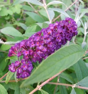 Buddleja davidii 'Black Knight' | Coastal Hedging
