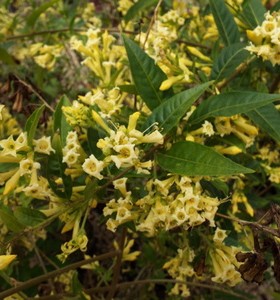 Cestrum parqui | Coastal Hedging