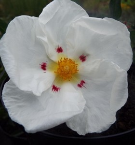 Cistus dansereaui Decumbens | Coastal Hedging