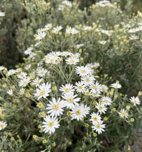 Olearia x scilloniensis | Coastal Hedging