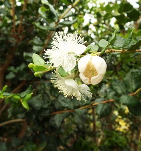 Luma chequen | Coastal Hedging